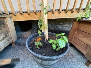 “In Order to Bloom You Must Grow” - Firetree Ltd.