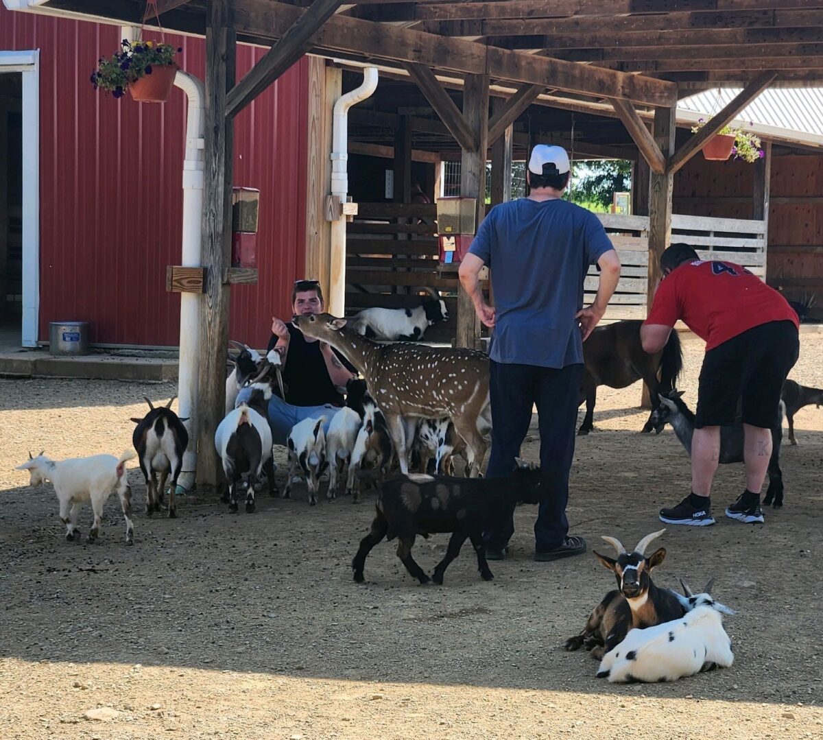 Fun, Friendship and...Goats? - Firetree Ltd.